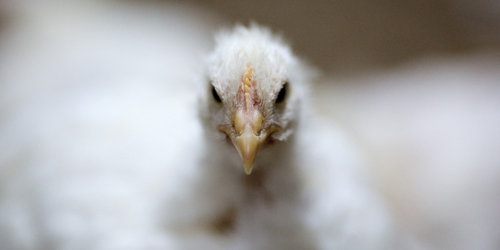 Ronozyme - ProAct - Animal Nutrition - Animal Feed Protease ...