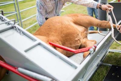 Cattle Handling - Calf Table by Lonestar Livestock, Inc.