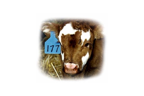 Nifty - Livestock ID - Ritchey Ear Tags by Nifty Livestock ...