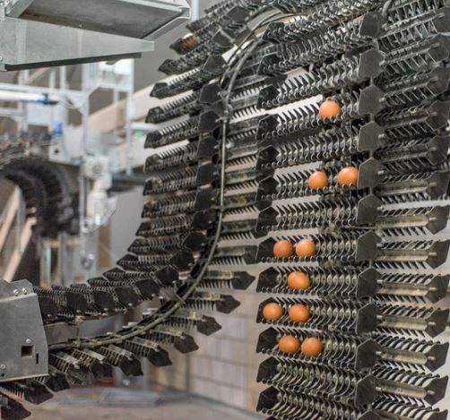 Prinzen Pegasus Smart Egg Transport System