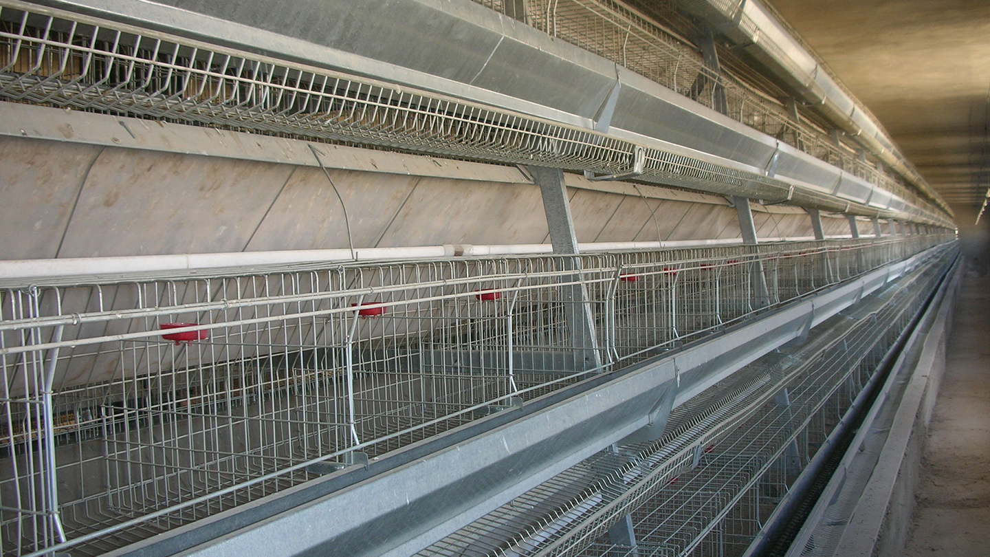 Montana - Tecno Poultry - Pullets - Conventional Pullet ...