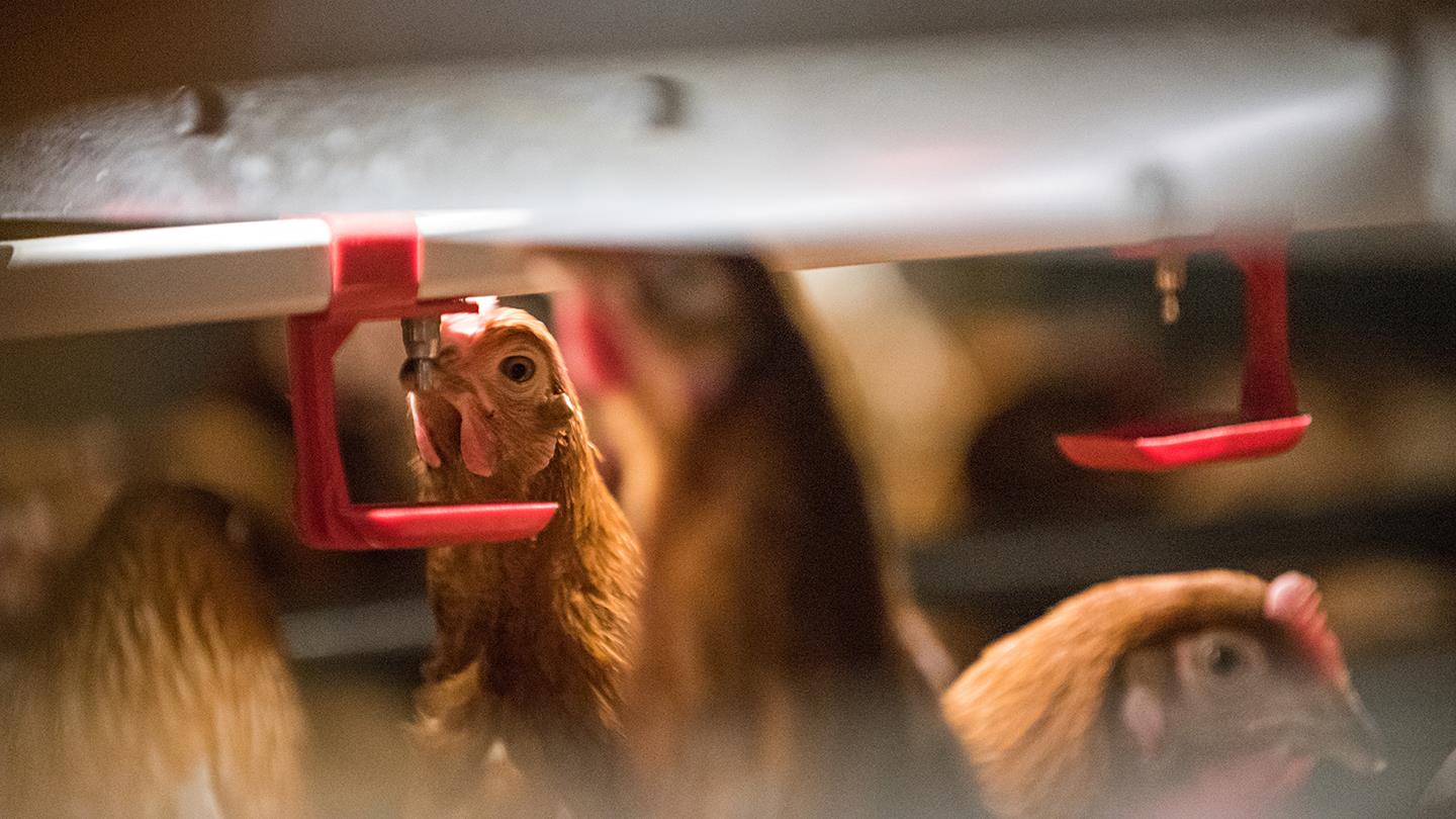 Tecno AS 380 Aviaries System For Layers