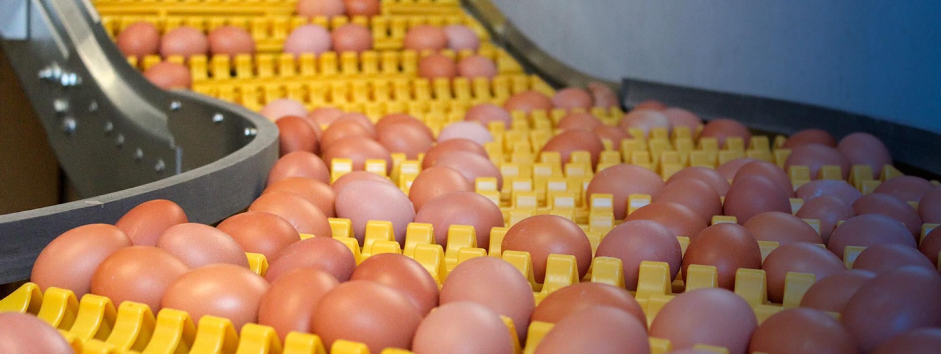 VDL Jansen Flexbelt Poultry Egg Transport System