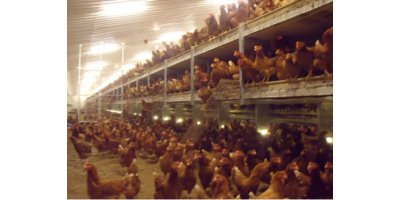 Potters - Poultry Multi-Tier Aviary System By Potters Poultry