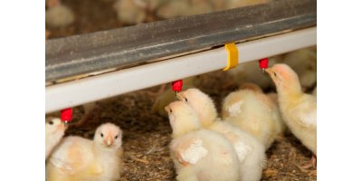 Big Dutchman - Big Dutchman - Broiler Production - Broiler ...