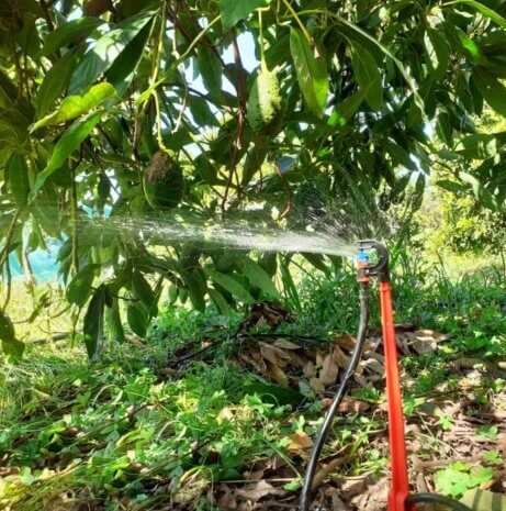 Irrigation Systems Used On Avocados | Agriculture XPRT