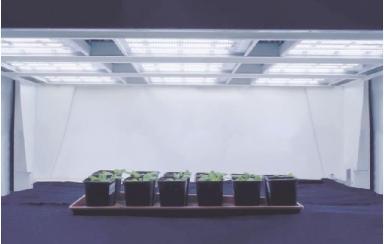 Valoya - LED Grow Lighting Spectra - Wide LED Grow Lighting ...
