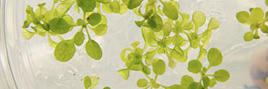 CLF - Percival Plant Growth Chambers - Tissue Culture ...