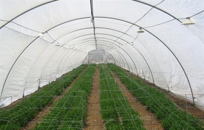 Ginegar - Agricultural - Nets - Anti-Insect (Polysack) Nets ...