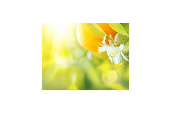 Superfifty - Prime - Agriprime Portfolio - Plant Oxidative Stress ...