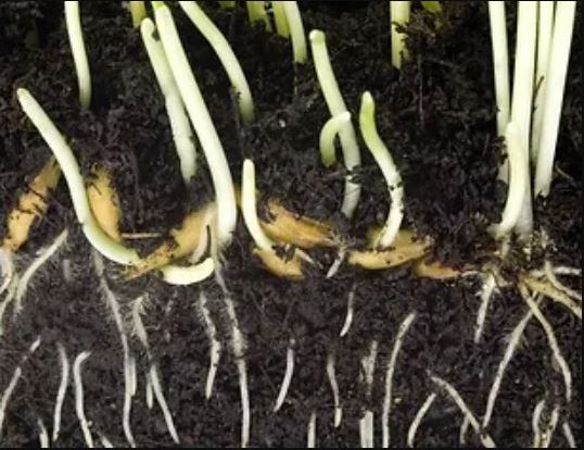 Microgrow - Agriprime Portfolio - Soil Microbial Activity And ...