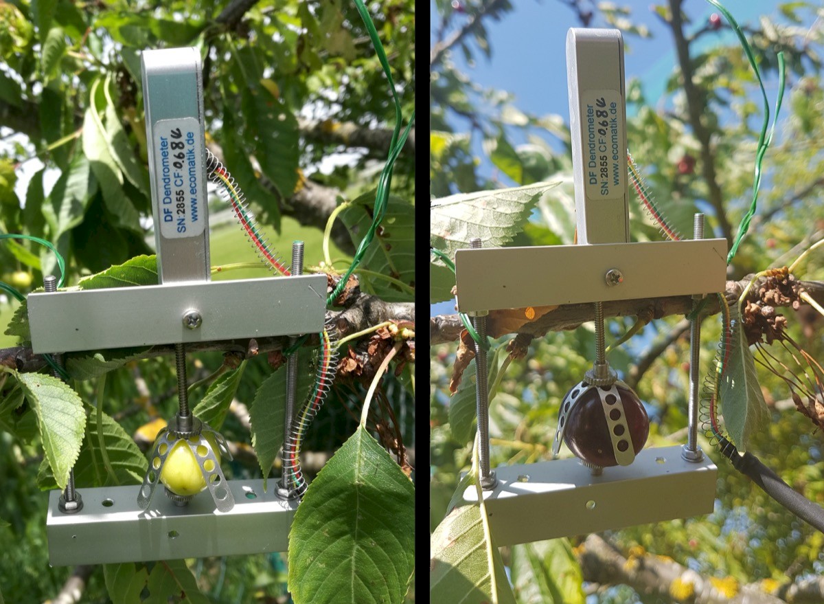Ecomatik - Agriculture - Fruit Growth Monitoring - DF Series - Fruit ...