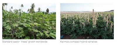 Castormaxx© Integrated Castor Cultivation System