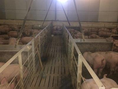 Hurdles for Pigs L2000 by LIMK Ltd.