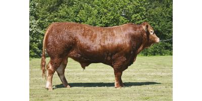 Limousine - 76039 - Beef Cattle Genetics - Genetics DNA by ...