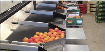 Aweta Midstar - Fruit Sorting - Apricots Sizer Sorting System ...
