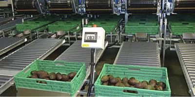 Aweta - Vegetable Sorting - Avocado Sorting System by Aweta