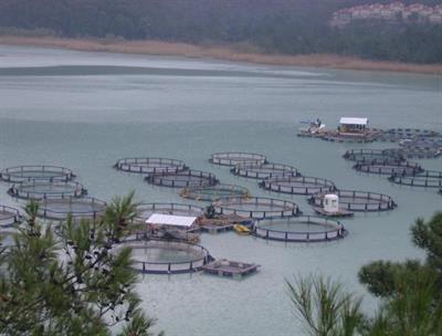 Aquaculture - Mariculture System by BioFishency