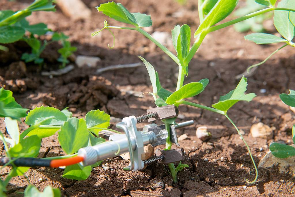 By September 2021, SupPlant`s sensor-less technology will be ...