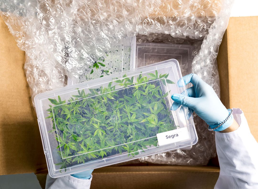 Segra Plant Tissue Culture (PTC)