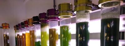 Phyco-Bubble - 2 – 25 L - Fully Controllable Laboratory Scale ...