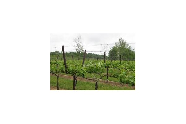 Lyre OVS-LT Trellis System